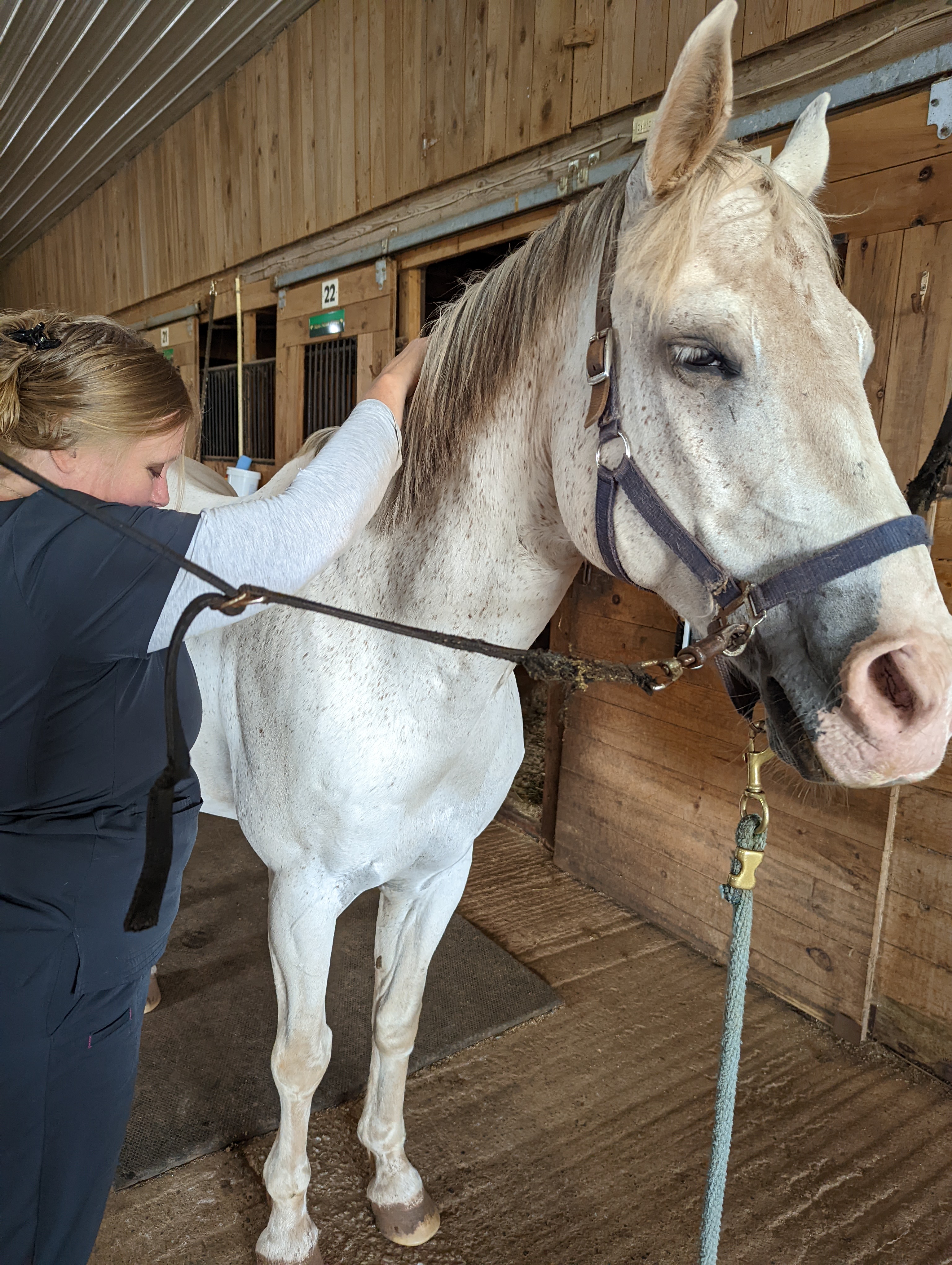 Armstrong Veterinary Osteopathy – Osteopathy for animals of all sizes ...